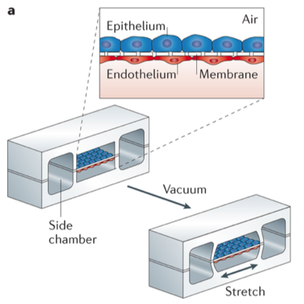 The Human Lung…On a Chip! - USC Viterbi School of Engineering