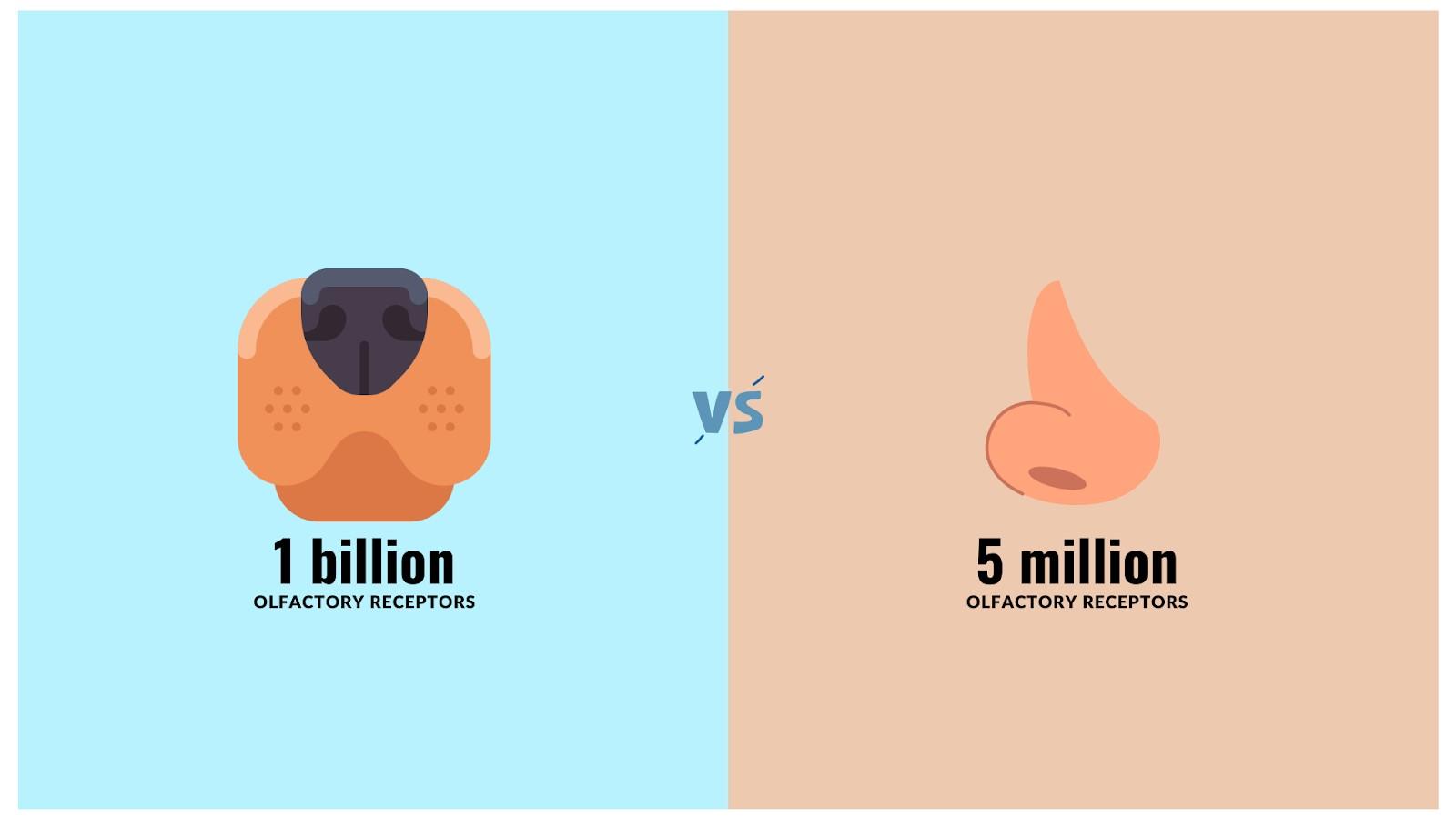 Dogs Smell Cancer? – The Canine Nose Sniffs Out New Methods in Cancer ...